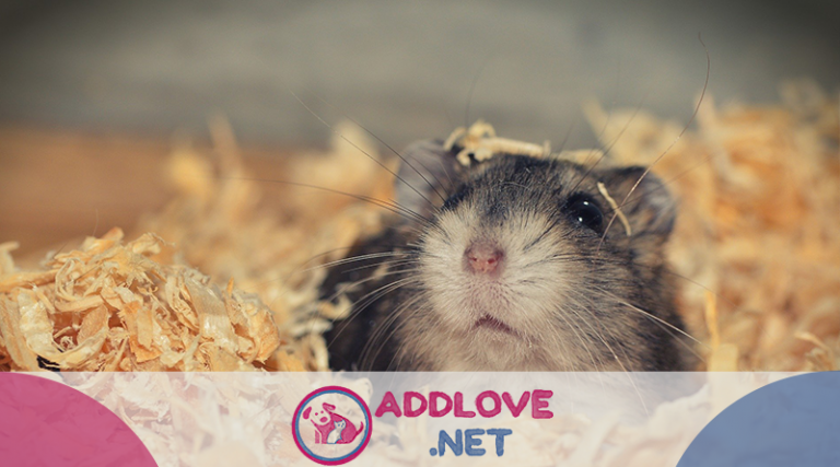 Why does a hamster have red eyes? - ADD LOVE