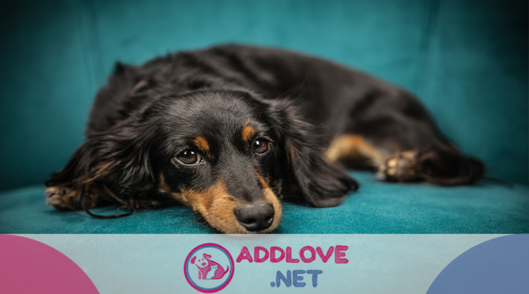 Dog Muscle Spasms - ADD LOVE